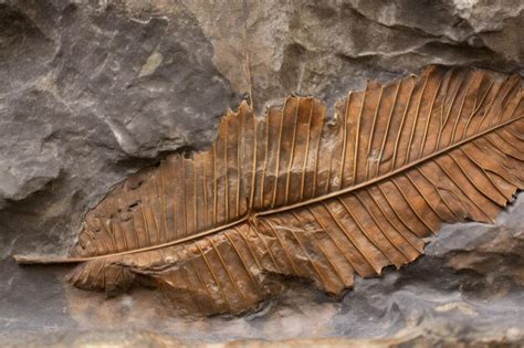 Premium Ai Image Fossilized Fern Leaf Detail In Sedimentary Rock Created With Generative Ai