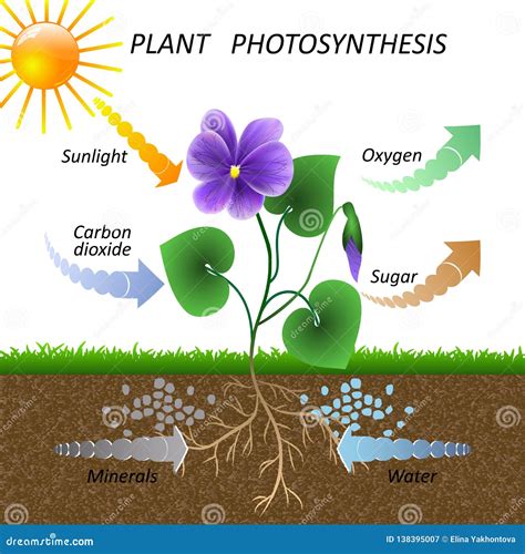 Trascendencia Preparar Sentido Fotosintesis De Las Plantas Esquema
