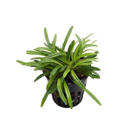 Microsorum Pteropus Windelov