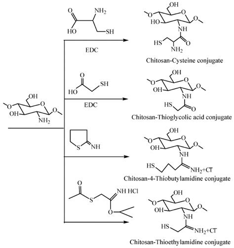 Preparation Of Thiolated Chitosan Download Scientific Diagram