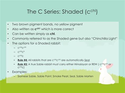 Ppt Rabbit Color Genetics Powerpoint Presentation Free Download Id