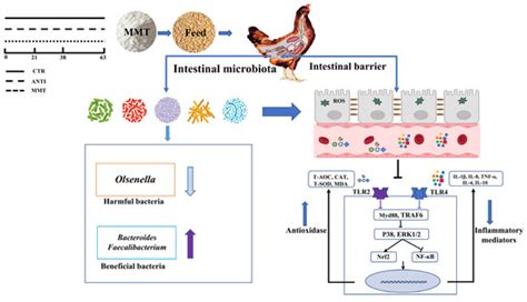 Antioxidants Free Full Text Modified Montmorillonite Improved Growth Performance Of Broilers