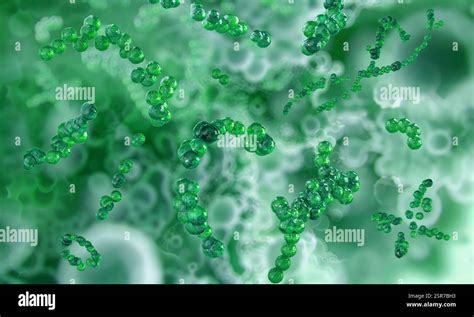 Illustration Of Streptococcus Sp Bacteria Showing The Gram Positive Cocci Arranged In Chains