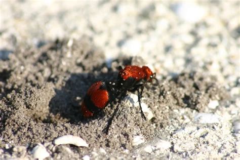 Icymi Ontario Is Home To An Invasive Bug Nicknamed The Cow Killer Ant
