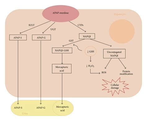 Hepatotoxicity Of APAP APAP Acetaminophen SULT Sulfotransferase Download Scientific