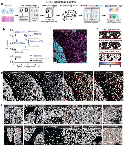 Whole Cell Segmentation Of Tissue Images With Human Level Performance