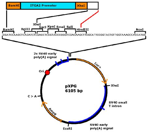 2 Schematic Of The Pxpg Itga2 Promoter Plasmid Lowermost Is The Download Scientific Diagram