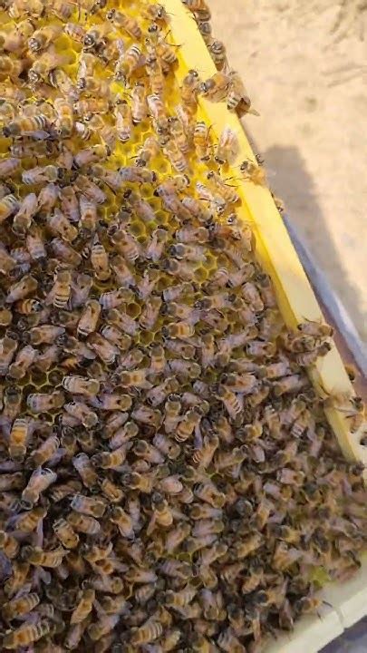 신비한 여왕 꿀벌의 울음소리 들어보신 분들이 거의 없는 것 같아 올려 봅니다 Youtube