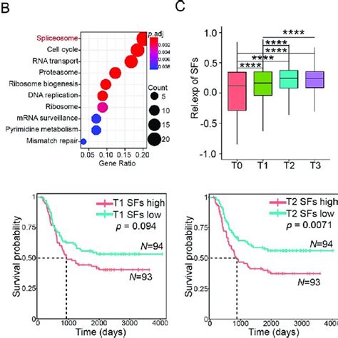 The Myc Targets Not Myc Triggered A Progressively Deteriorating Rna Download Scientific