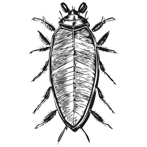 Premium Vector Cockroach Sketchy Graphic Portrait Of A Cockroach On A
