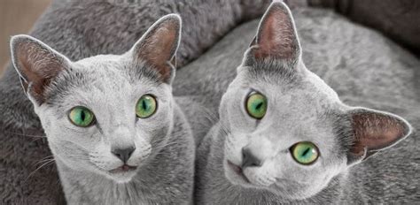 Gatas Azul Ruso Con Ojos Verdes