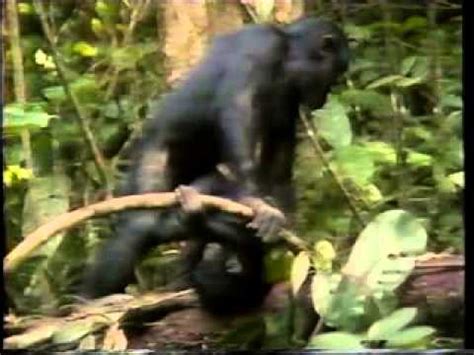 Bonobos Doc On Sexuality 1996 YouTube