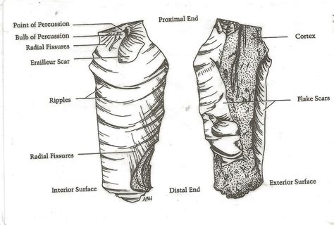 Attributes Of A Flake Native American Tools Stone Age Tools Archaeology