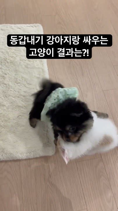 냥냥펀치와 멍멍펀치의 싸움 아기고양이 포메라니안 브리티시쇼트헤어 냥냥펀치 Youtube