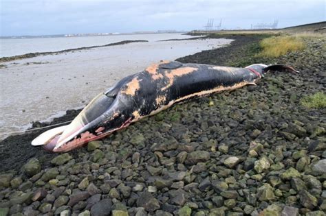 Dead Whale Washes Up On Thames Shore After Being Struck By Propeller