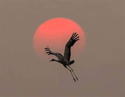 Здраве на животните и хуманно отношение към тях