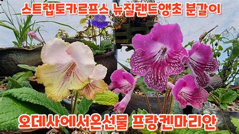 스트렙토카르프스 뉴질랜드앵초 분갈이 키우기 처음처럼야생화 Youtube