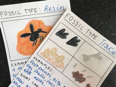 primary fossils page — geobus free stem workshops for schools