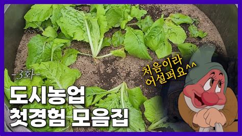 초보 도시 농부의 첫경험 모음집│도시 농업 3화│파종 부터 수확 까지 회사 옥상 텃밭 자연재해 천연 살충제 Youtube