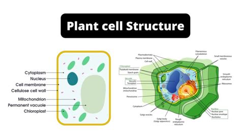 Cytoplasm Functions Structure Definition And Diagram Biology Notes Online
