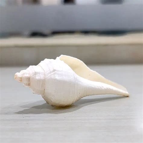 Murli Krishna Shankh कृष्ण मुरली शंख Buy Krishna Murli Conch