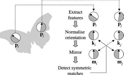 07 Illustration Of A Descriptor Pair Ki Mi And Symmetric Pair Download Scientific Diagram