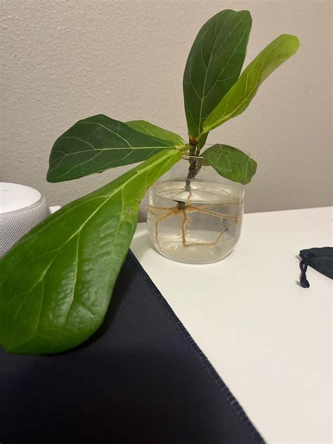 Fiddle Leaf Propagation Rhouseplants