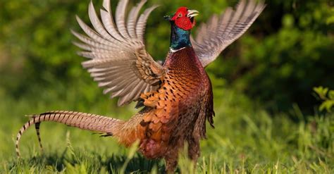 10 Birds With Incredibly Long Tails And What They Use Them For A Z