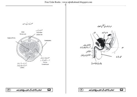 Sex Education In Urdu Book By Doctor Syed Mubeen Akhtar اسلامی نکاح،