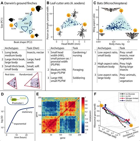Evolutionary Trade Offs Pareto Optimality And The Geometry Of