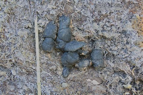 Scat Naturetracking