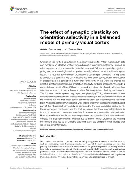 pdf orientation selectivity in a model of primary visual cortex with