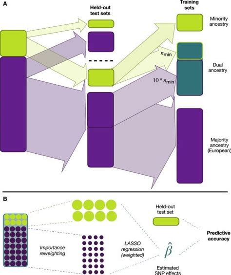 optimal strategies for learning multi ancestry polygenic scores vary