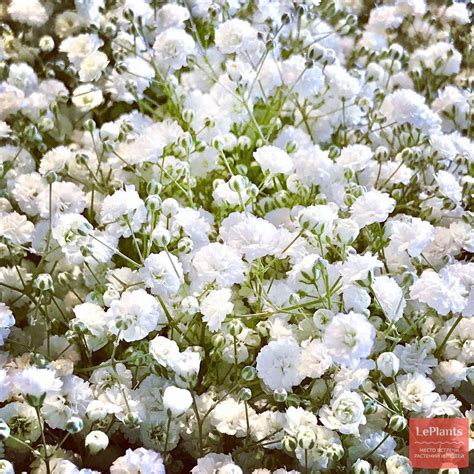 Гипсофила изящная Gypsophila Elegans — описание выращивание фото