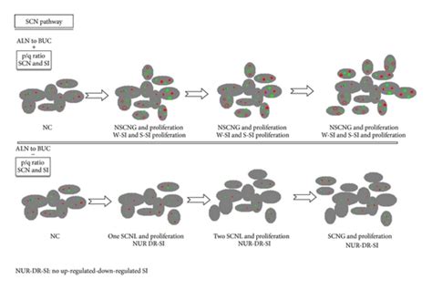Subtelomeric Evolutionary Model For The Mean Ratio Of Pq Of Chromosome