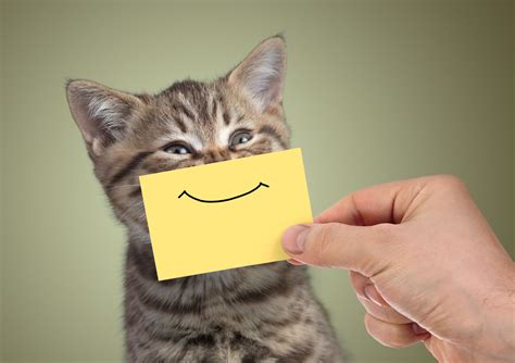 Happy Cat Memes