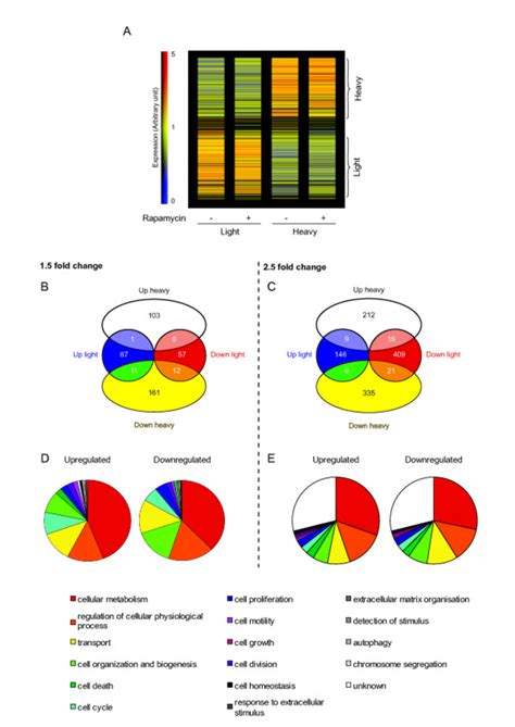 Microarray Analysis A Hierarchical Clustering Of Relative