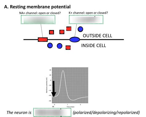 Resting Membrane Potential Coloring Diagram Quizlet
