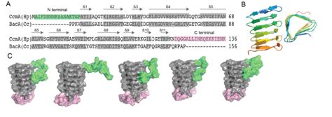 Predicted Structure Of Ccma A Sequence Alignment Between Baca From