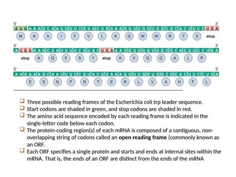 Translation Molecular Biologyinitiationelongationtermination Pptx