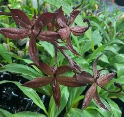 Cycnoches CooperiÂ