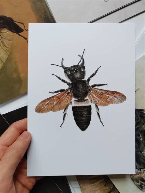 A5 Giant Postcard Megachile Pluto Wallaces Giant Bee Carim Nahaboo