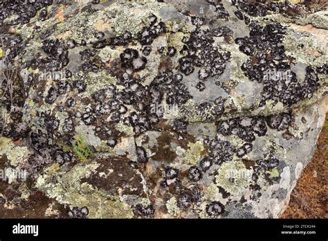 Lichen Community Dominated By Umbilicaria Pustulata Or Lasallia Pustulata A Foliose Lichen This
