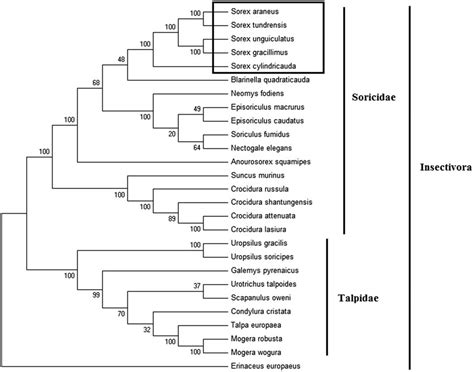phylogenetic tree generated using the maximum parsimony method based on