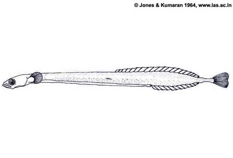 Shorefishes The Fishes Species