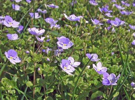 Slender Speedwell Is A Delightful Summer Wildflower