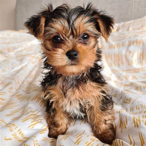 Teacup Yorkie Puppies For Sale Artofit