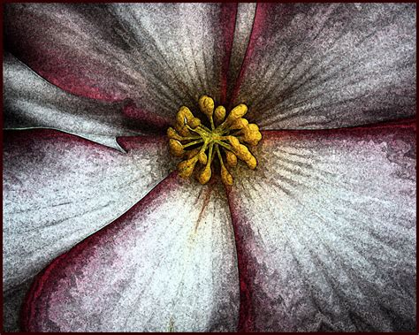 Nested Nuggets ImageEssence