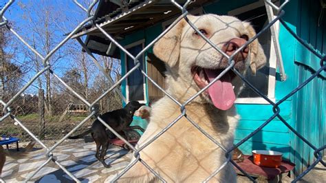 რა ელის ბათუმის ცხოველთა თავშესაფარს ლაქი მერიის გადაწყვეტილების მოლოდინში