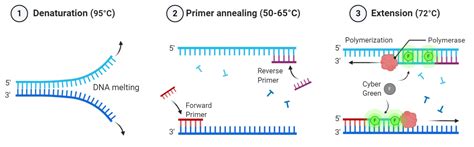 Pcr Annealing Temperature Optimization Aat Bioquest